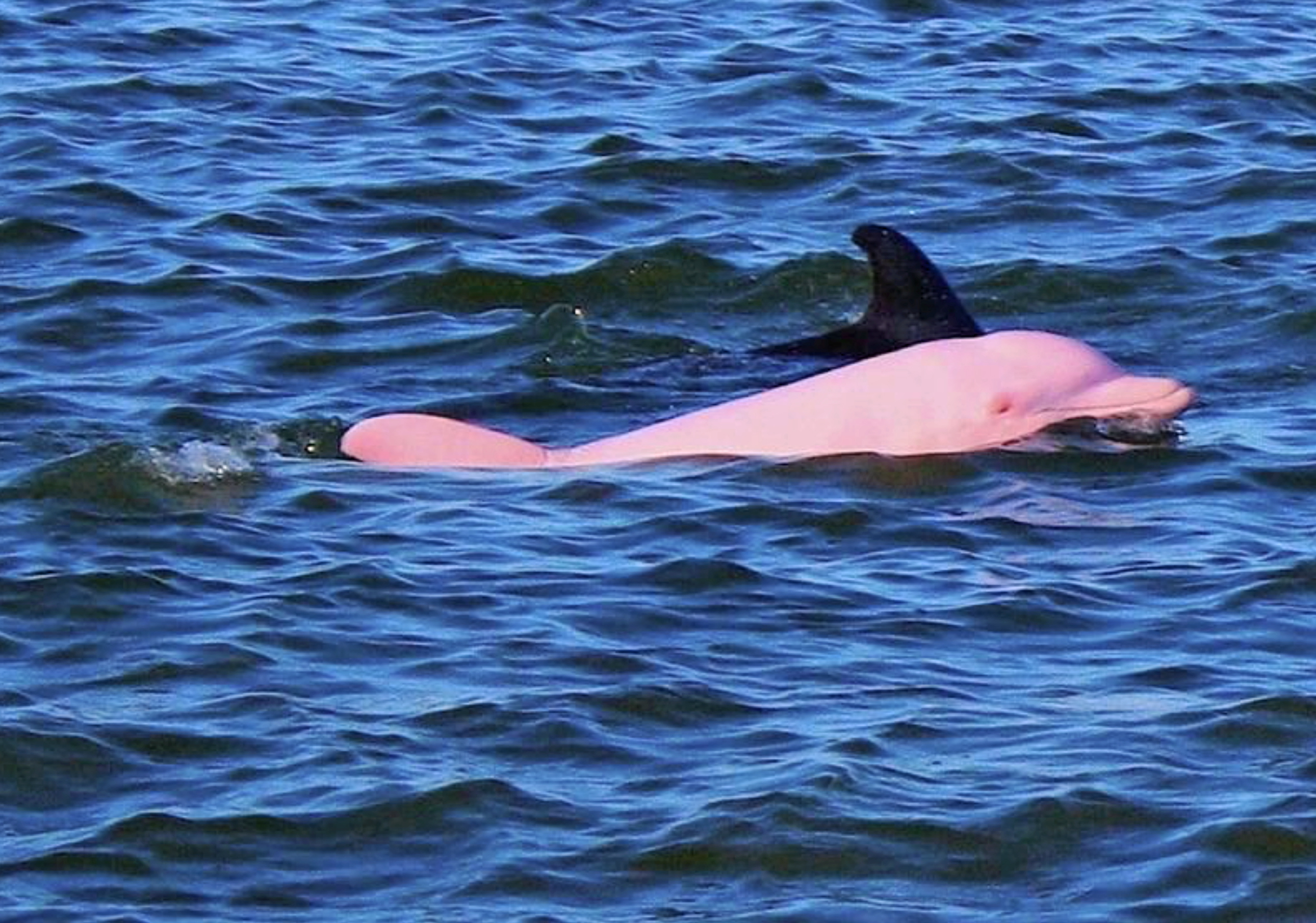 There Are More Marine Mammals In The Gulf Than You Think - Higher ...