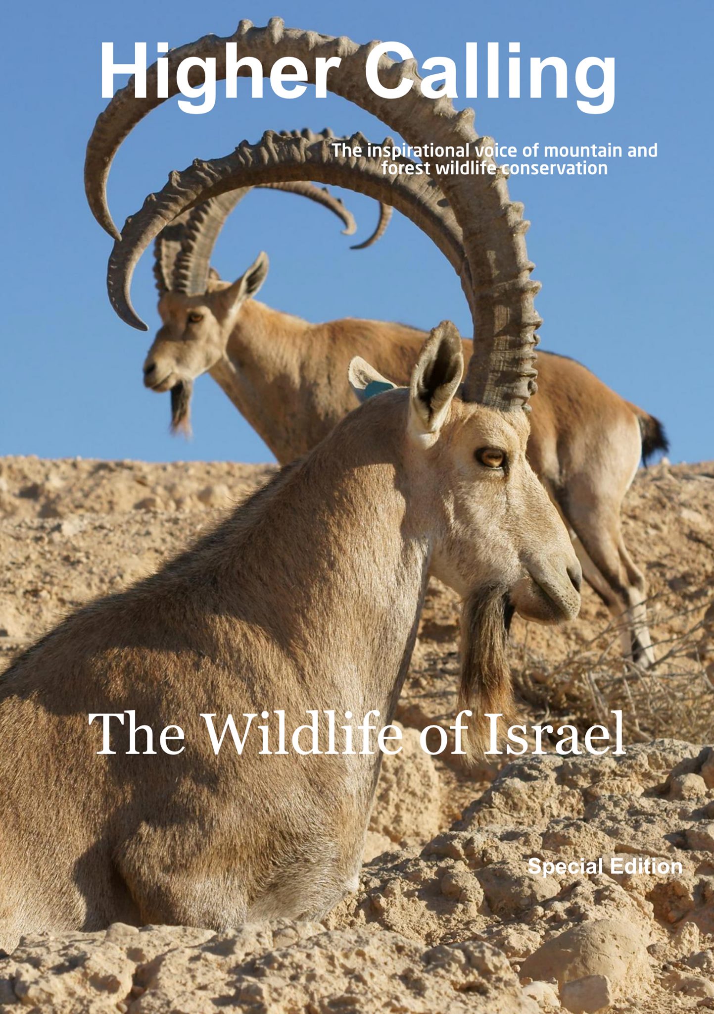 Celebrating The Wildlife Of Israel - Higher Calling