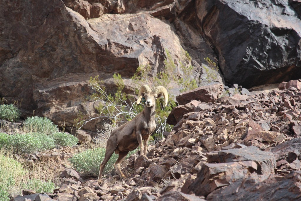 Social Distancing Can Save Wild Sheep - Higher Calling Wildlife