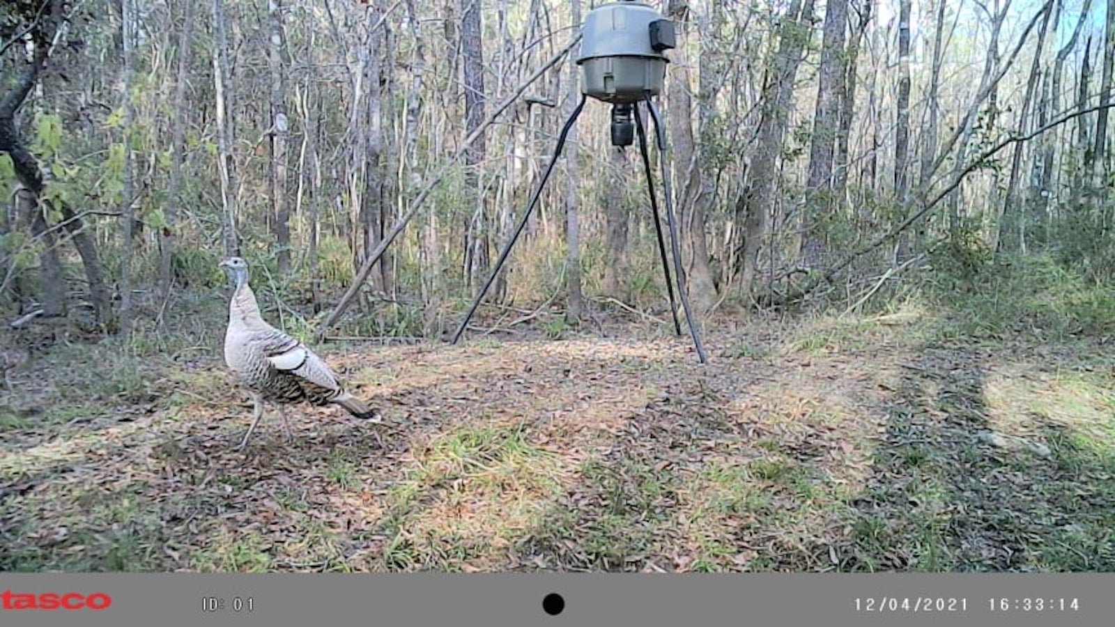 The Lost Turkeys of East Texas - Higher Calling Wildlife