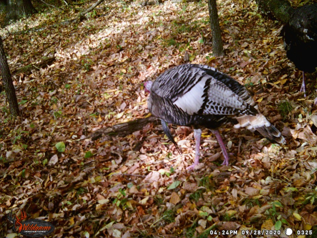 Color Phase Turkey Response Astounding! - Higher Calling Wildlife