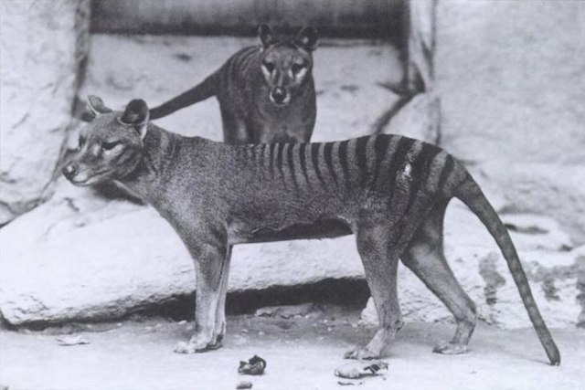 Wildlife Wednesday: Is This A Thylacine (Tasmanian Tiger) Or Something ...
