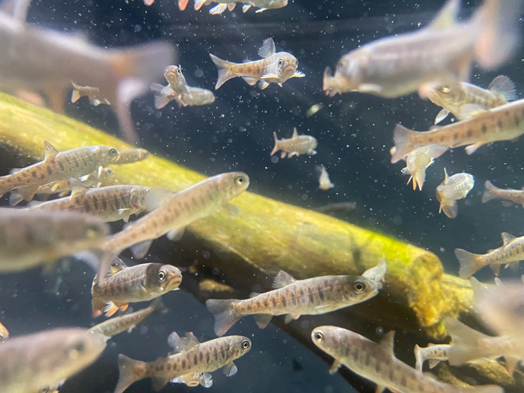 Snake River Cutthroats & The Jackson National Fish Hatchery - Higher ...