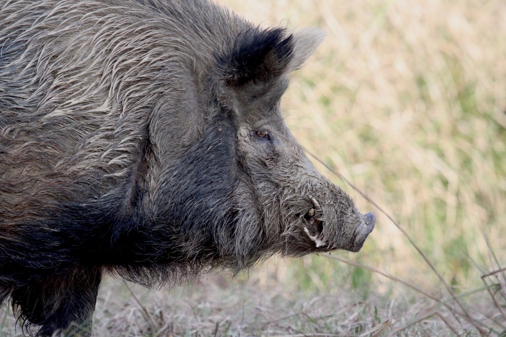 A Nearly 700-Pound Feral Hog! Plus A Look At Hogzilla - Higher Calling ...