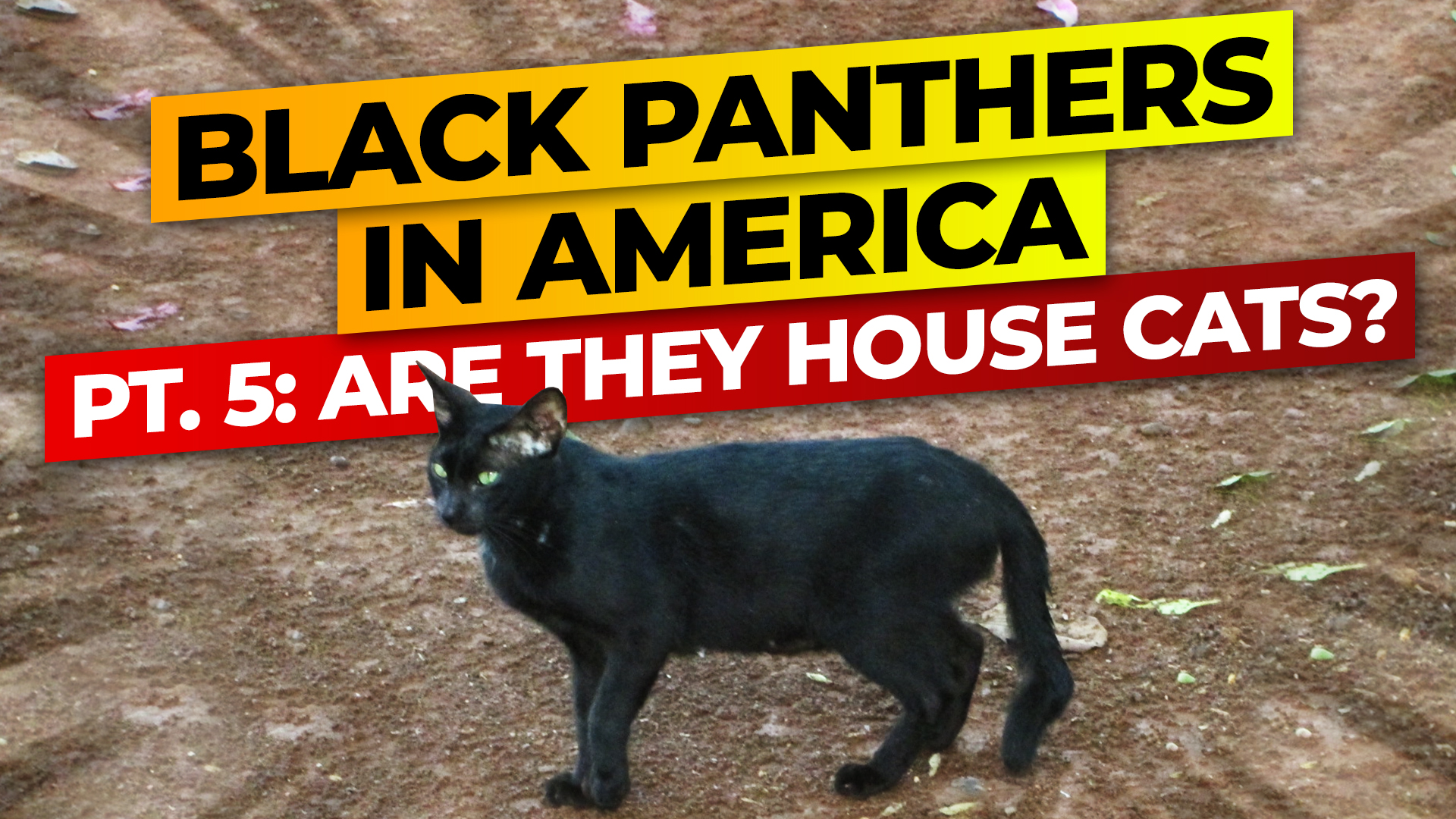 Is The House Cat America's Black Panther? - Higher Calling Wildlife
