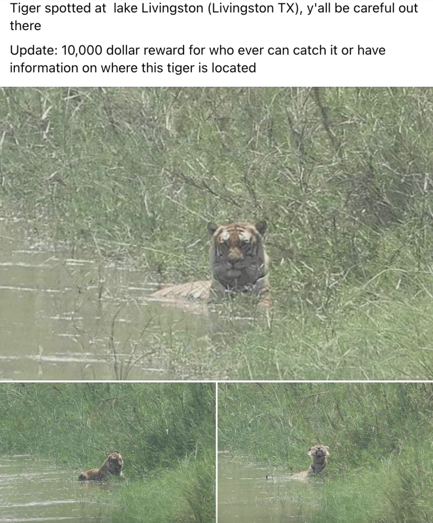 A Tiger At Lake Livingston! Or Was It In Bossier City? - Higher Calling ...