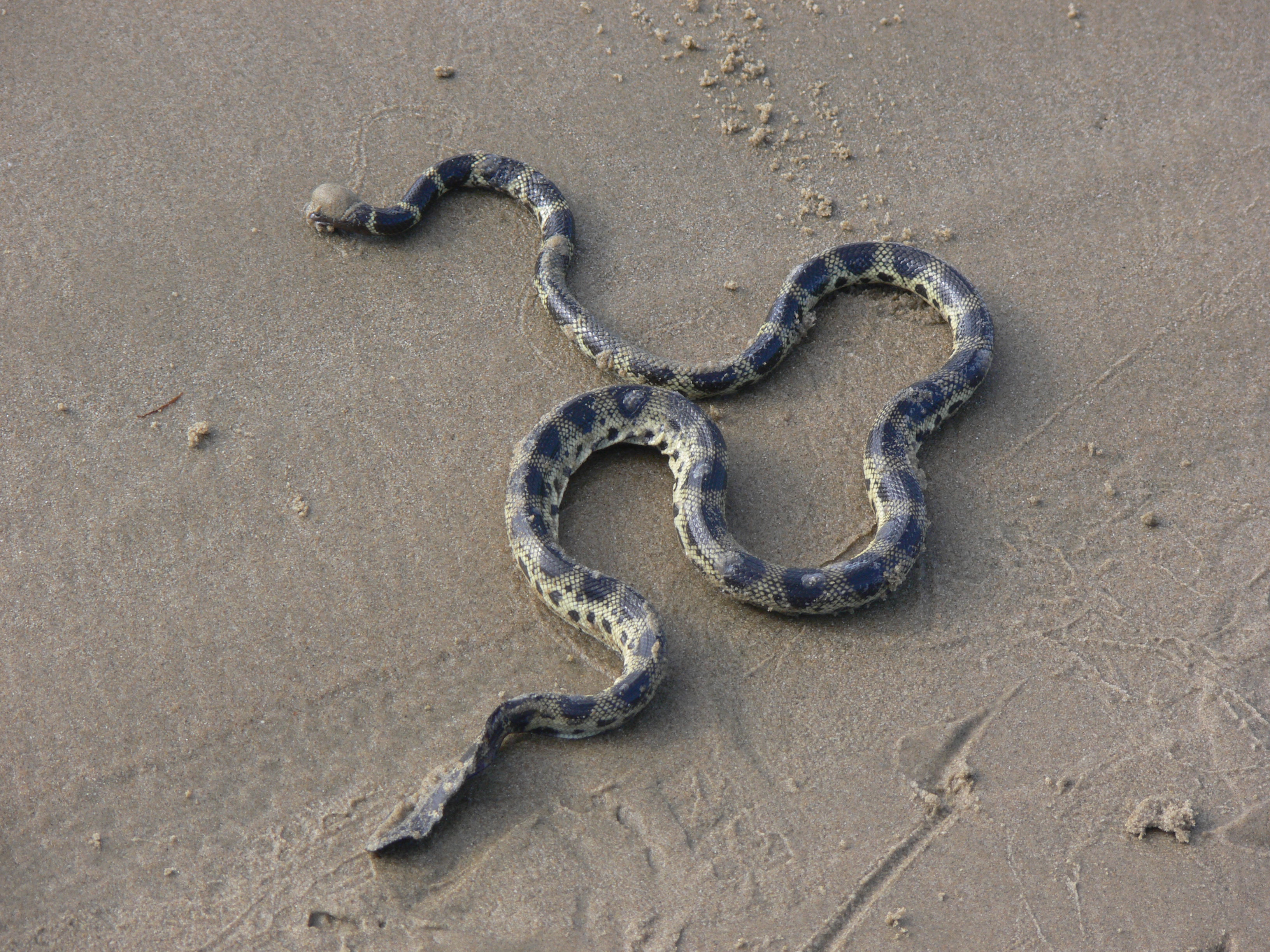 Many Sea Snake Reports Come From the Gulf of Mexico - Higher Calling ...