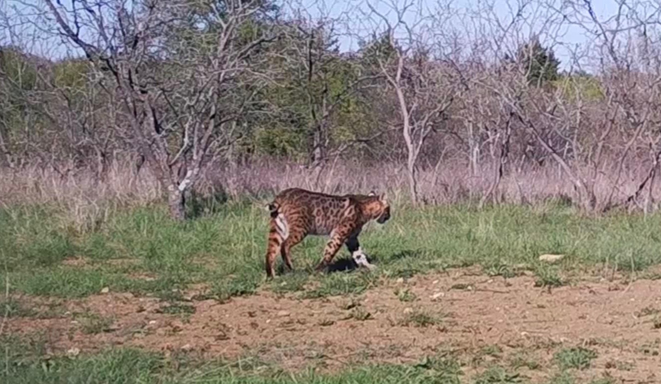 Bobcat or Ocelot Hybrid? Awesome Photo! - Higher Calling Wildlife