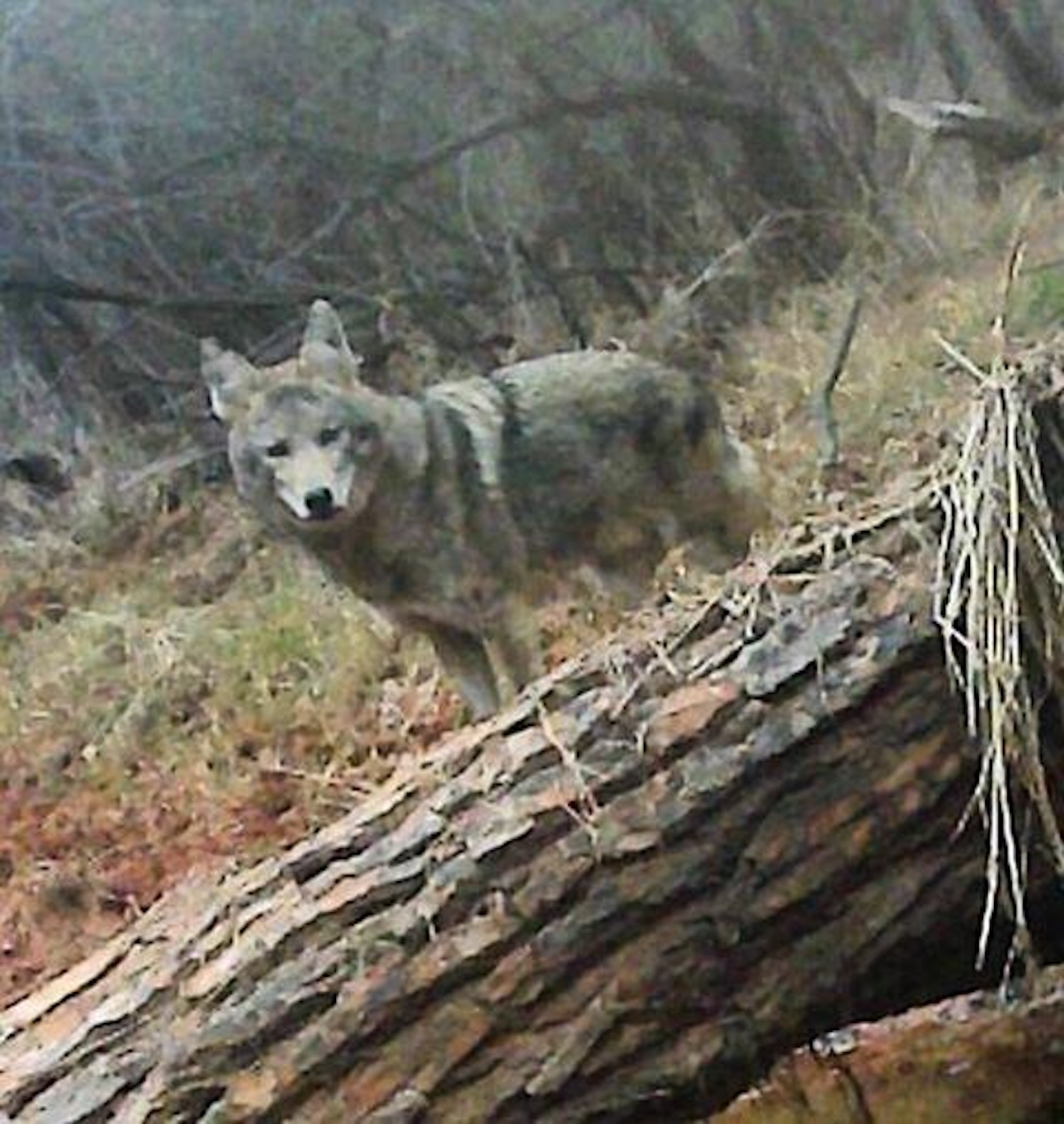 A Mexican Gray Wolf In Texas? - Higher Calling Wildlife