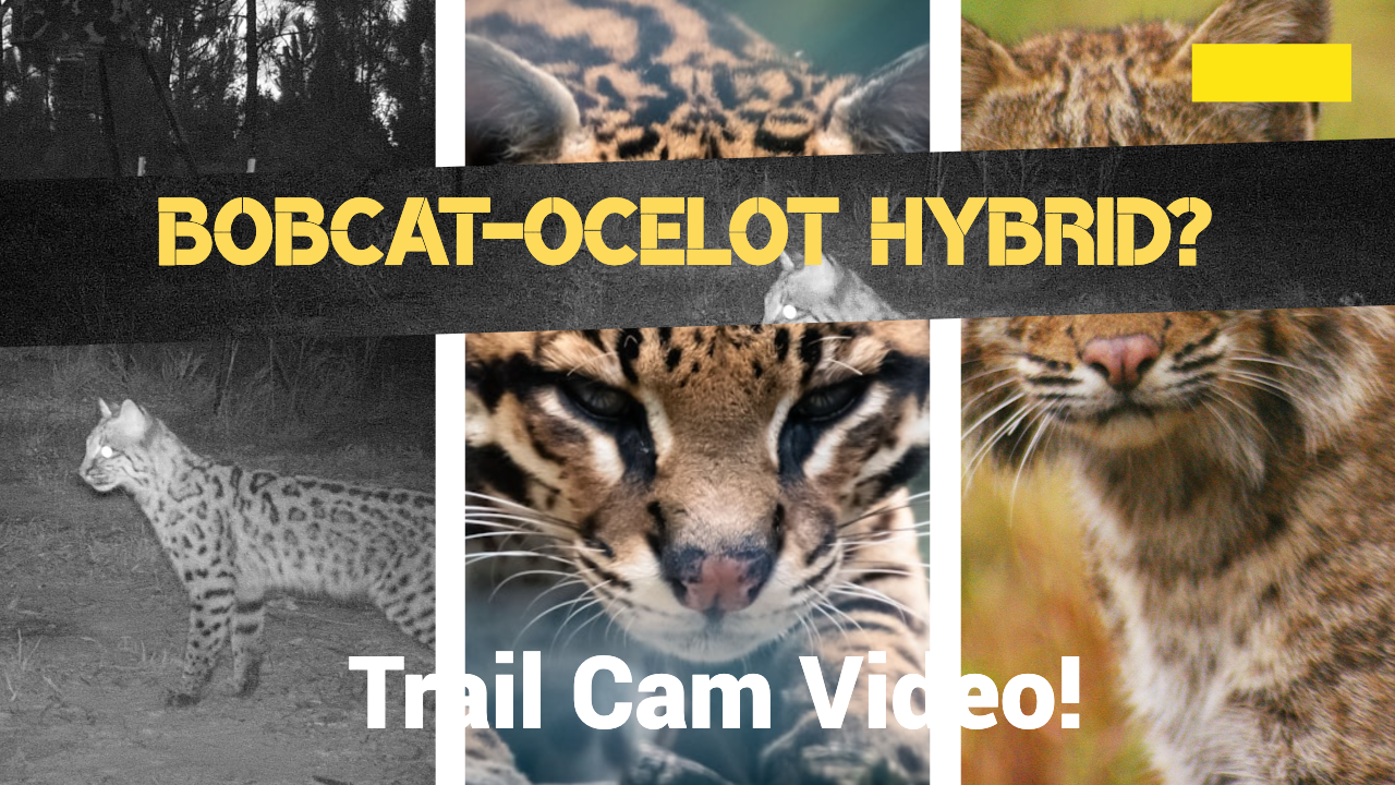 Bobcat-Ocelot Hybrid Captured On Trail Cam? - Higher Calling Wildlife