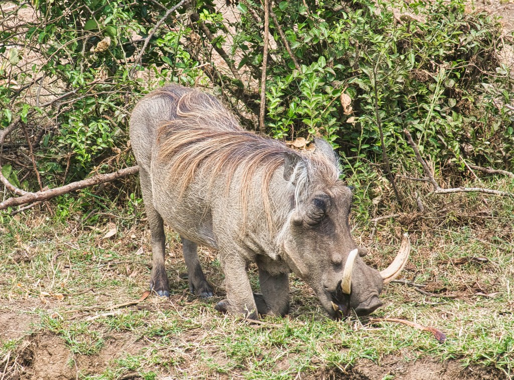 Warthogs in Texas Are Increasing — And Red River Hogs Are on the Radar ...