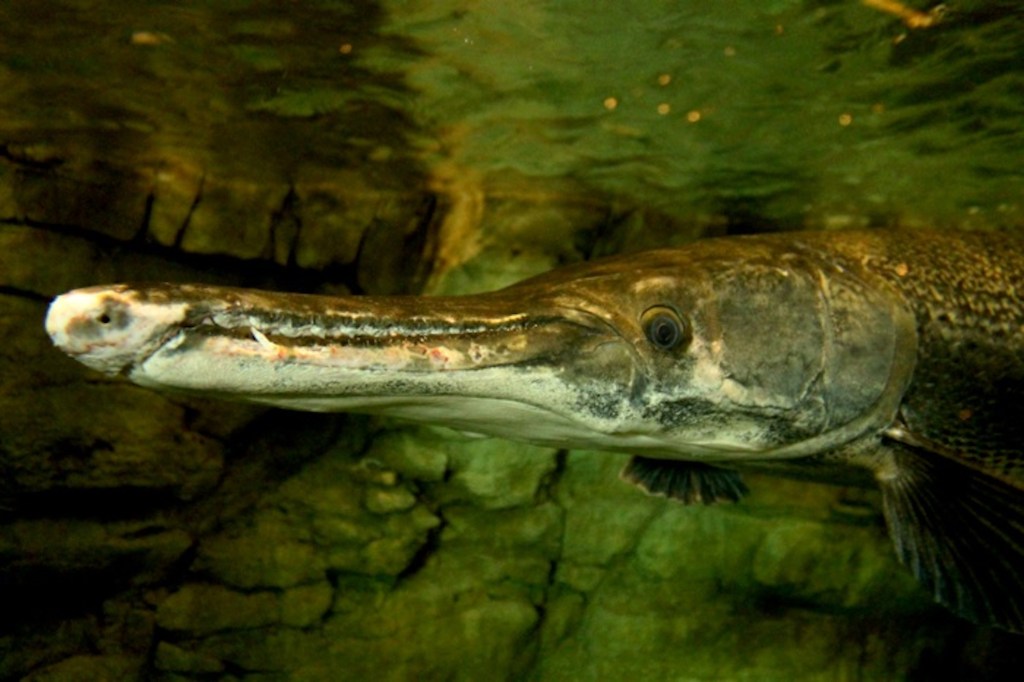 “12-Foot Trinity River Alligator Gar” Viral Post Debunked By Official ...